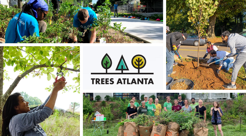 Brownieland features Guest Blog Post by Trees Atlanta in Celebration of ...